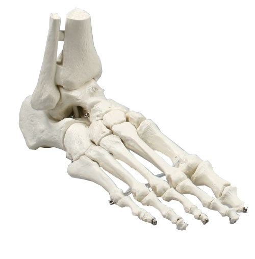 Bones of the Foot Anatomical Model | Algeos