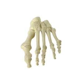 Phalanges Of The Foot Anatomical Model