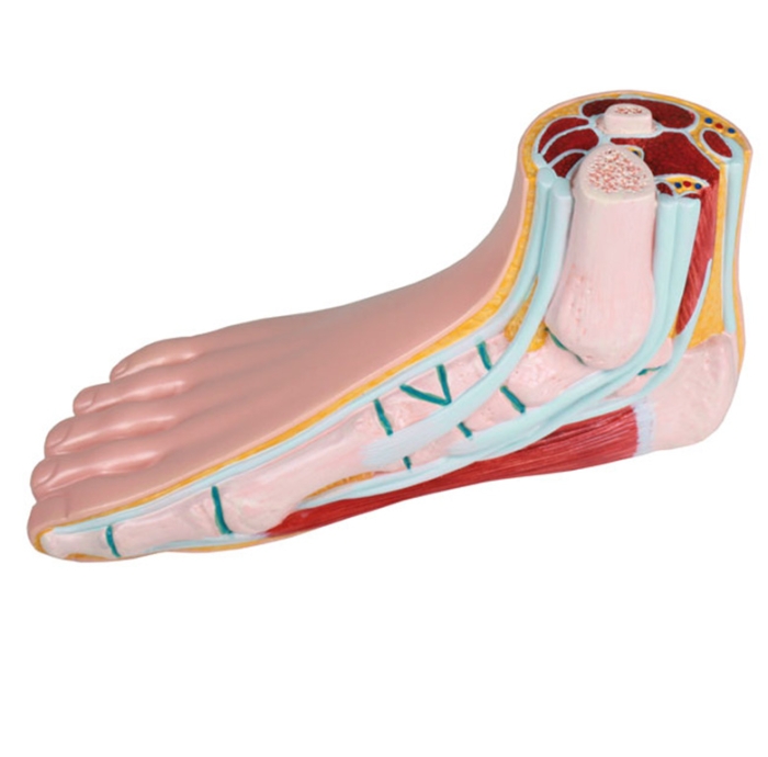 Foot Anatomy Model